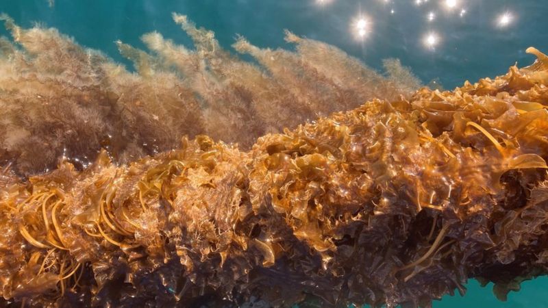 The seaweed farmers with high hopes for their harvest - BBC News