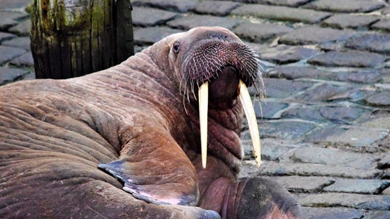 Thor the walrus spotted in Iceland after leaving UK - BBC News
