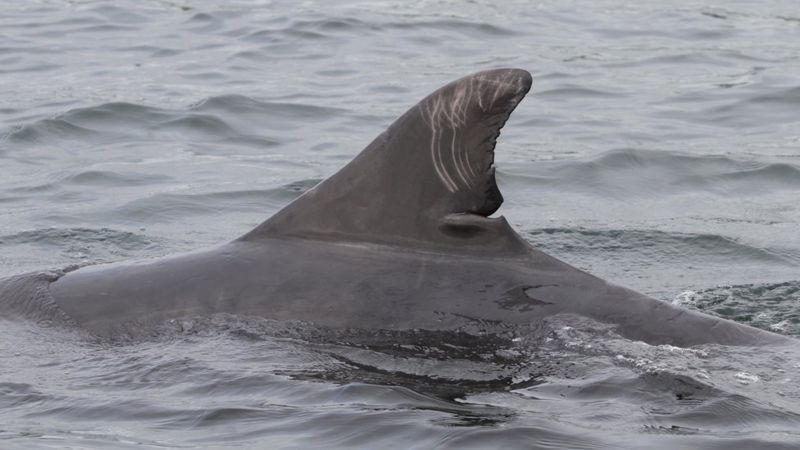 Moray Firth dolphins spotted off Netherlands - BBC News