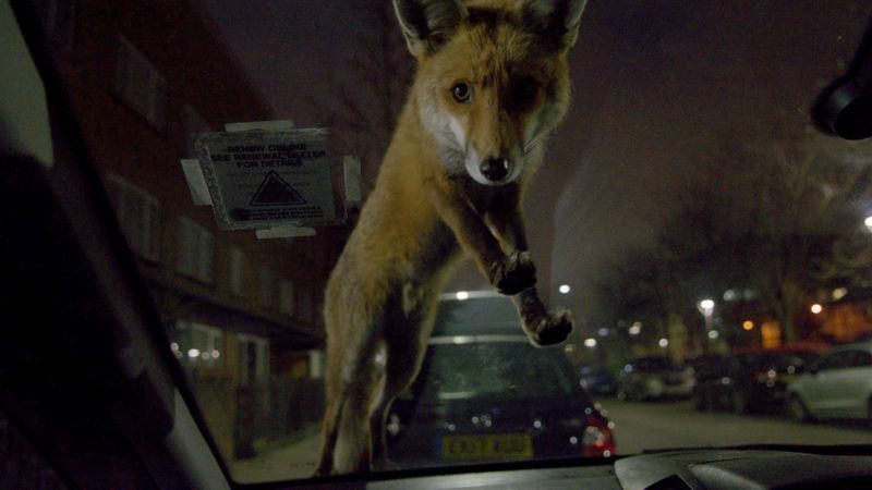 Animal photography competition gives top prize to urban fox photo - BBC ...
