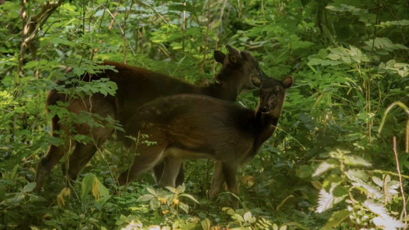 Wild Place Project endangered animals pictured for first time - BBC News
