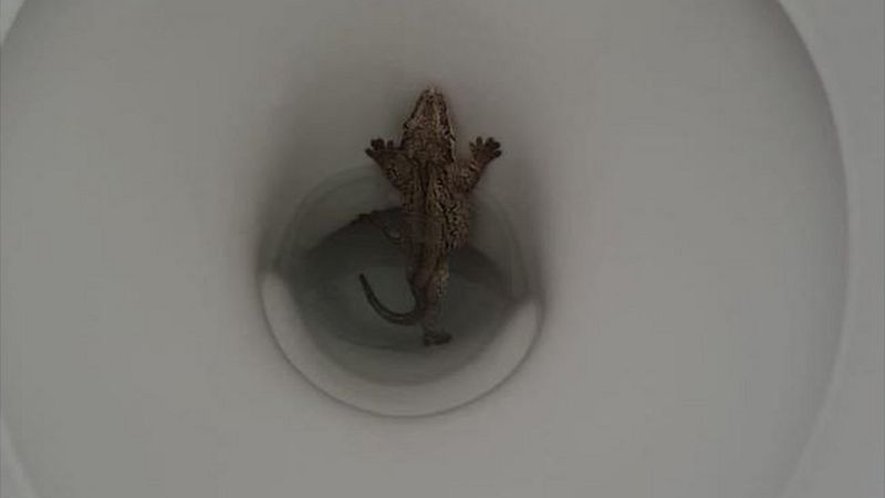 Toilet-dwelling lizard inconveniences Bristol man - BBC News