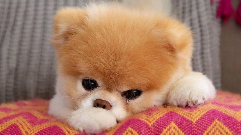 Como morreu Boo, um dos cachorros mais famosos (e fofos) da internet ...