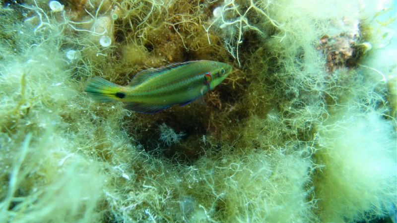 Increasing ocean acidity could impact fish spawning - BBC News