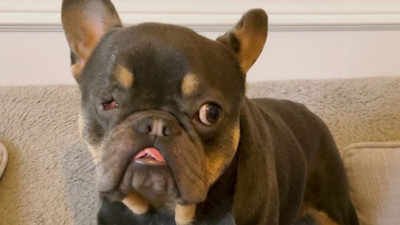 Britain's ugliest dog Peggy beautiful inside and out says owner - BBC News