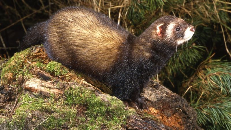 Conservationists: Polecats 'spreading across Britain' - BBC News