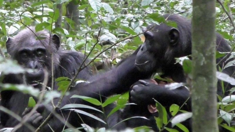 Chimpanzees show others cool things they see, researchers say - BBC ...