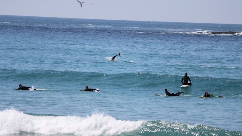 Dolphin pictured breaching near surfers in Cornwall - BBC News