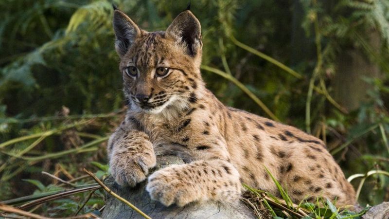 Farmers and landowners' views sought on return of lynx - BBC News