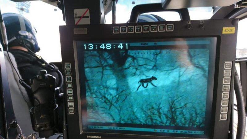 Berkshire wolf escaped 'after gate left open' - BBC News