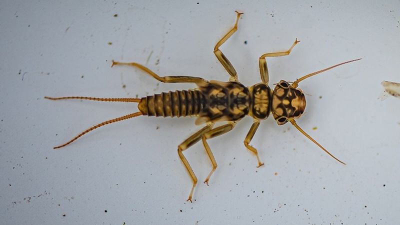 Conservation: Lifeline for endangered insect feared extinct - BBC News