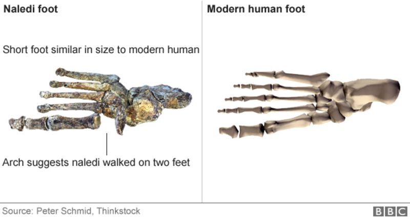 New human-like species discovered in S Africa - BBC News