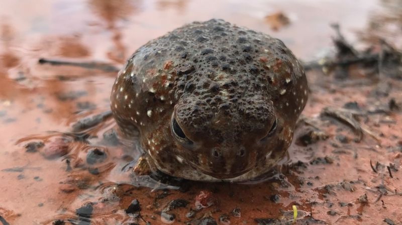 Rare grumpy frog spotted in Australia - BBC Newsround