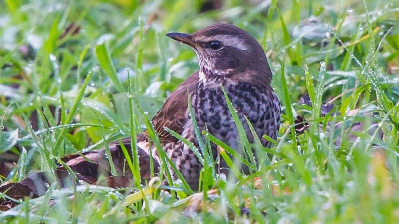 Birdwatchers in Beeley to see 'very rare' dusky thrush - BBC News