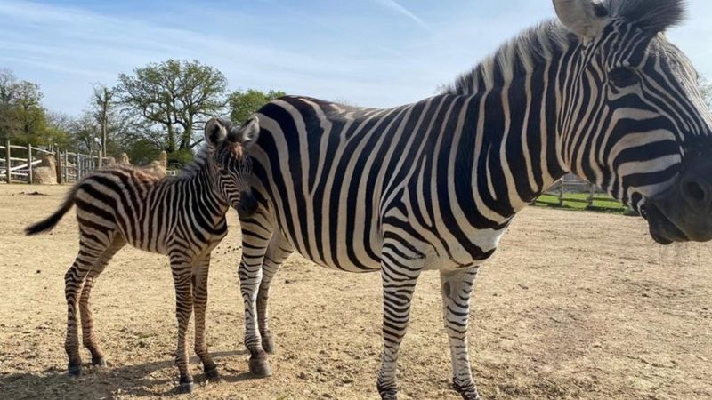 Wild Place Project puts down injured zebra foal - BBC News