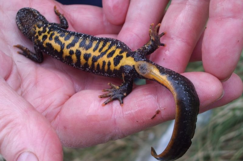 Newts discovered in Coldingham broadband works - BBC News
