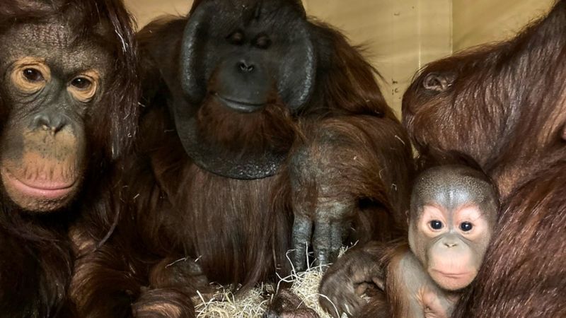 Orangutan family reunited at Paignton Zoo - BBC News