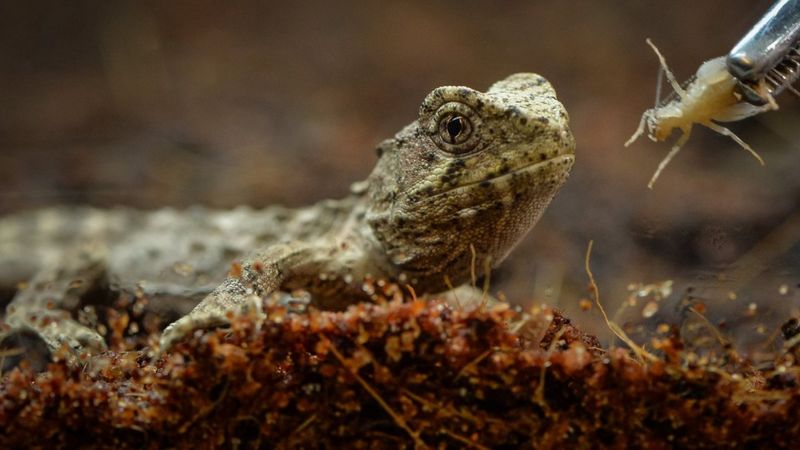 Tuatara: Chester Zoo celebrate breeding 'living fossil' - BBC News