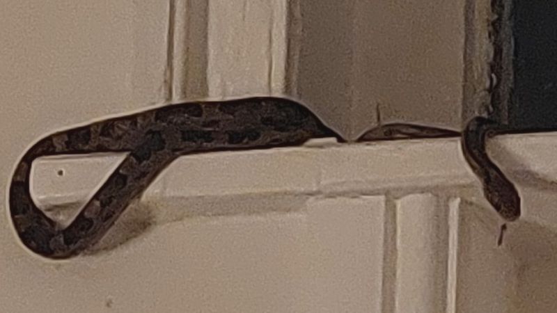 Snake missing for a year dropped by crow into Spennymoor garden - BBC News