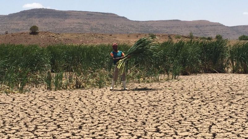 South Africa grapples with worst drought in 30 years - BBC News