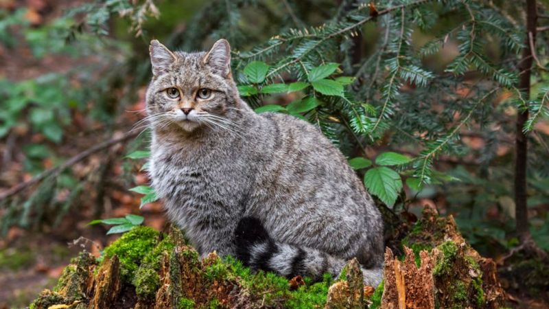 Conservation: Wildcat kittens to be reintroduced in England - BBC Newsround