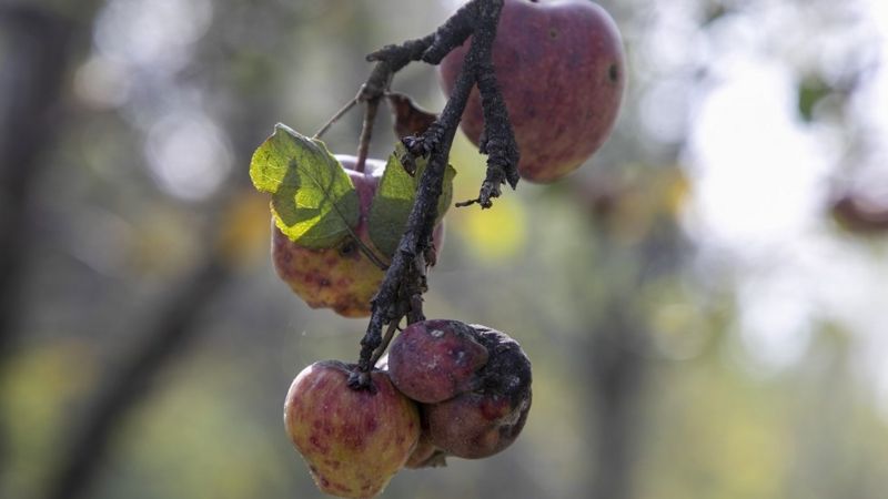 Why you may not get Kashmir's famed apples easily - BBC News