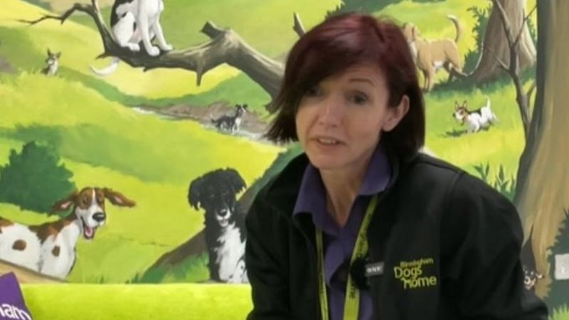 More than 120 dogs arrive at Birmingham Dogs Home in one week - BBC News