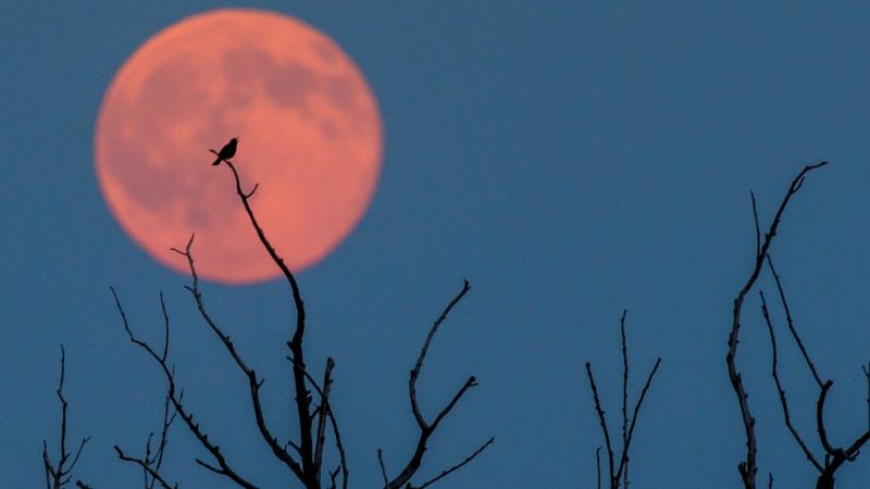 Pictures: Strawberry moon from all over the world - BBC Newsround