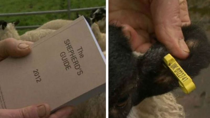 Wensleydale police and farmers tackle sheep rustlers - BBC News
