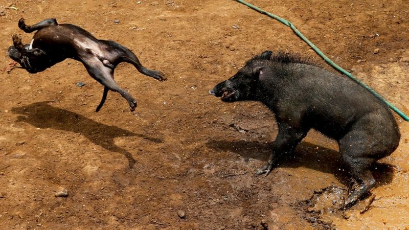 Adu bagong, duel 'mengerikan' babi hutan dan anjing dilarang Pemda Jawa ...