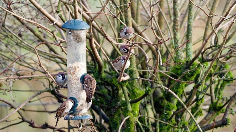 Your pictures of Scotland: 6 - 13 January - BBC News