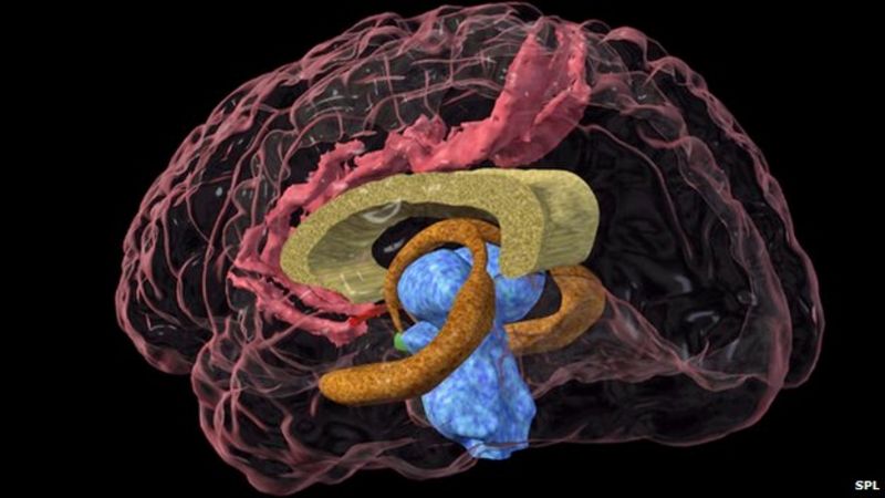 Peeking into the brain's filing system - BBC News