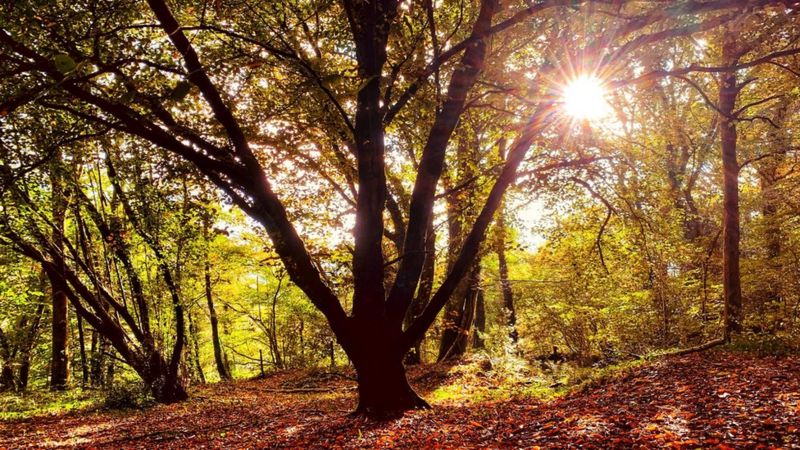 Weather Watchers: Your pictures of autumn leaves - BBC Weather