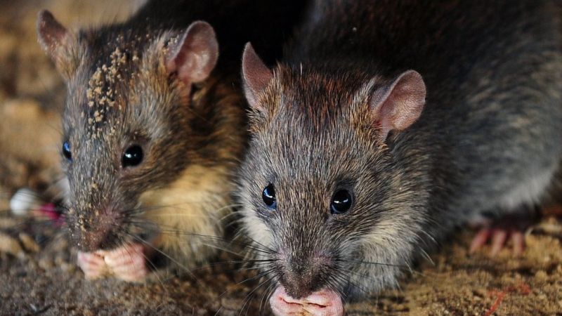 Drugs: India police say rats ate 200kg of seized cannabis - BBC News