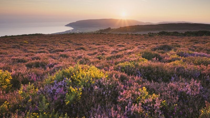 Native UK plants in catastrophic decline, major report finds - BBC News