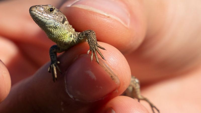 Rare sand lizards reintroduced to Eelmoor Marsh - BBC News