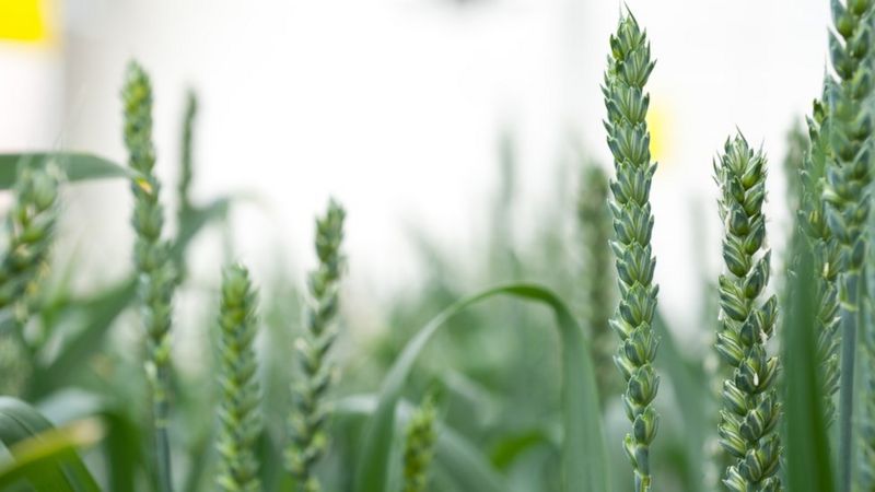 New 'super yield' GM wheat trial gets go-ahead - BBC News