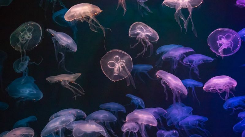 Climate change: Concerns over report on ocean heating - BBC News