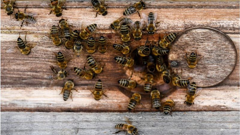 The 'unnoticed insect apocalypse': How people in towns and cities can ...