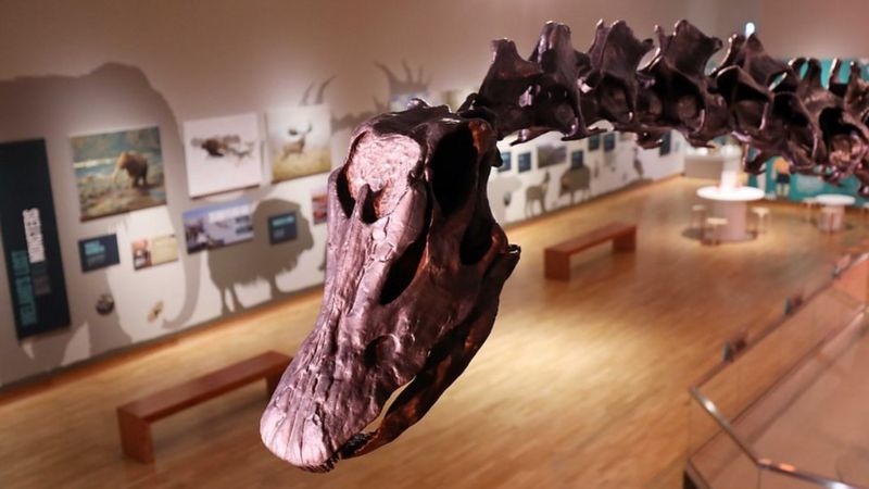 Antrim dinosaur bones 'belong to different species' - BBC News