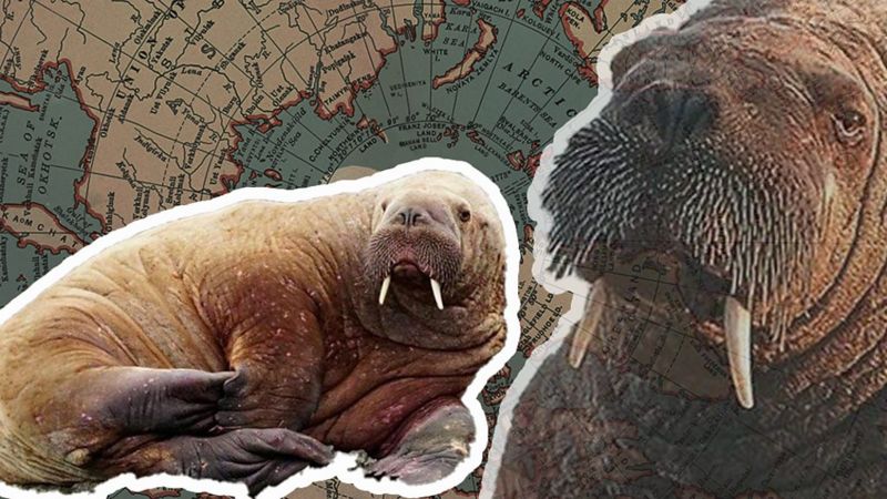 Wally the walrus: Arctic animal spotted for first time in Cornwall ...