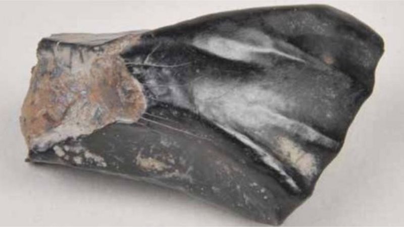 Earlier Iguanodon teeth fossils announcement discovered - BBC News