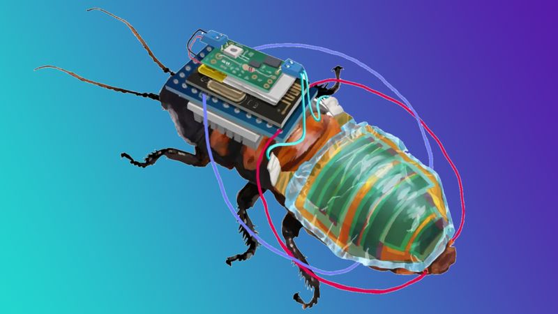 Scientists create 'cyborg cockroach' for missions - BBC Newsround