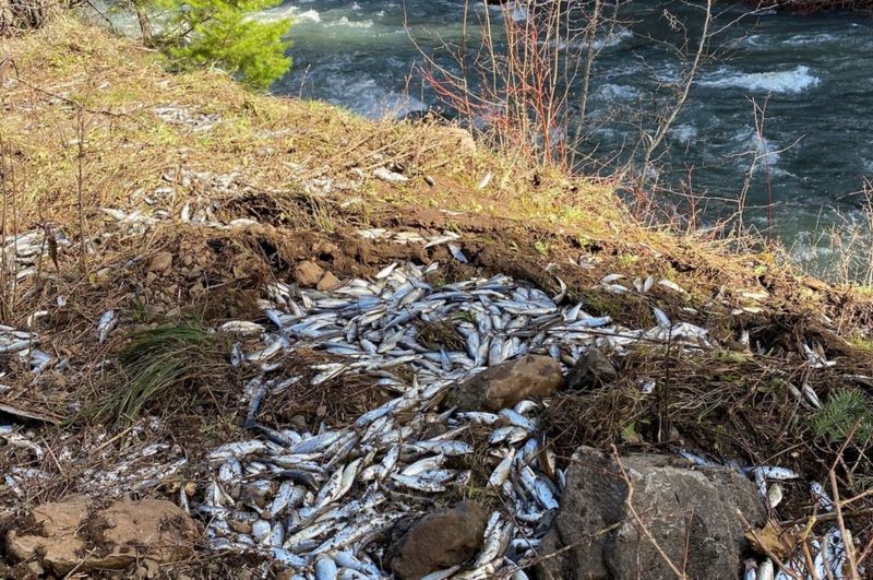 Truck crash spills live salmon into wrong Oregon river - BBC News