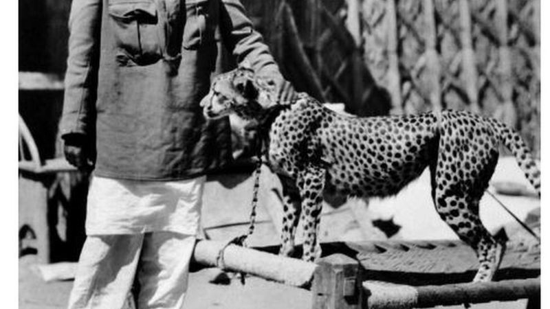 Modi: India PM reintroduces extinct cheetahs on birthday - BBC News