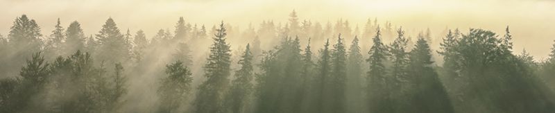 Five things we have learned from the IPCC report - BBC News