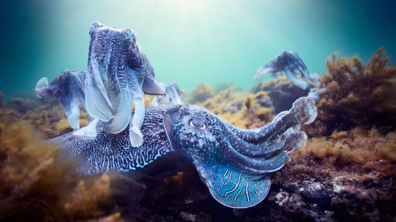 Blue Planet II: 22 things to know about the new series - BBC News