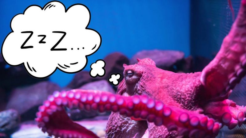Do octopuses dream when they sleep? - BBC Newsround