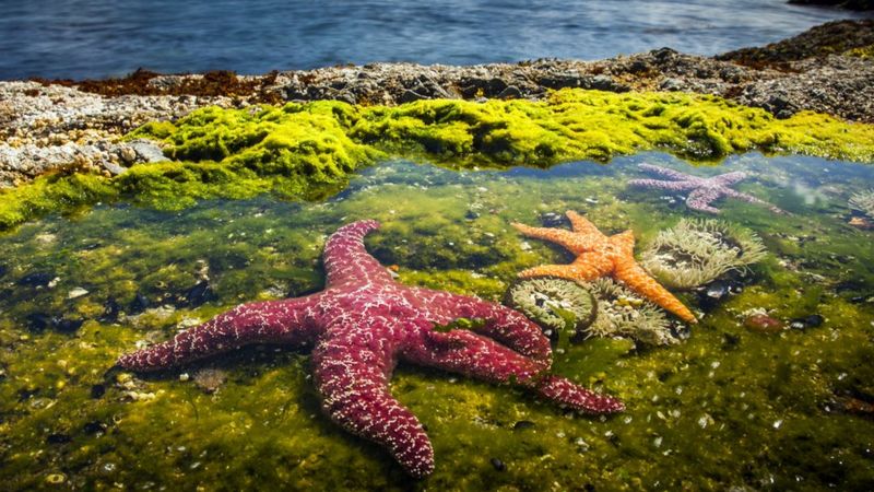 Blue Planet II: 22 things to know about the new series - BBC News