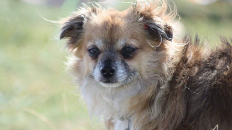 'My vet wanted £120 for a cream. Total rip off' - BBC News